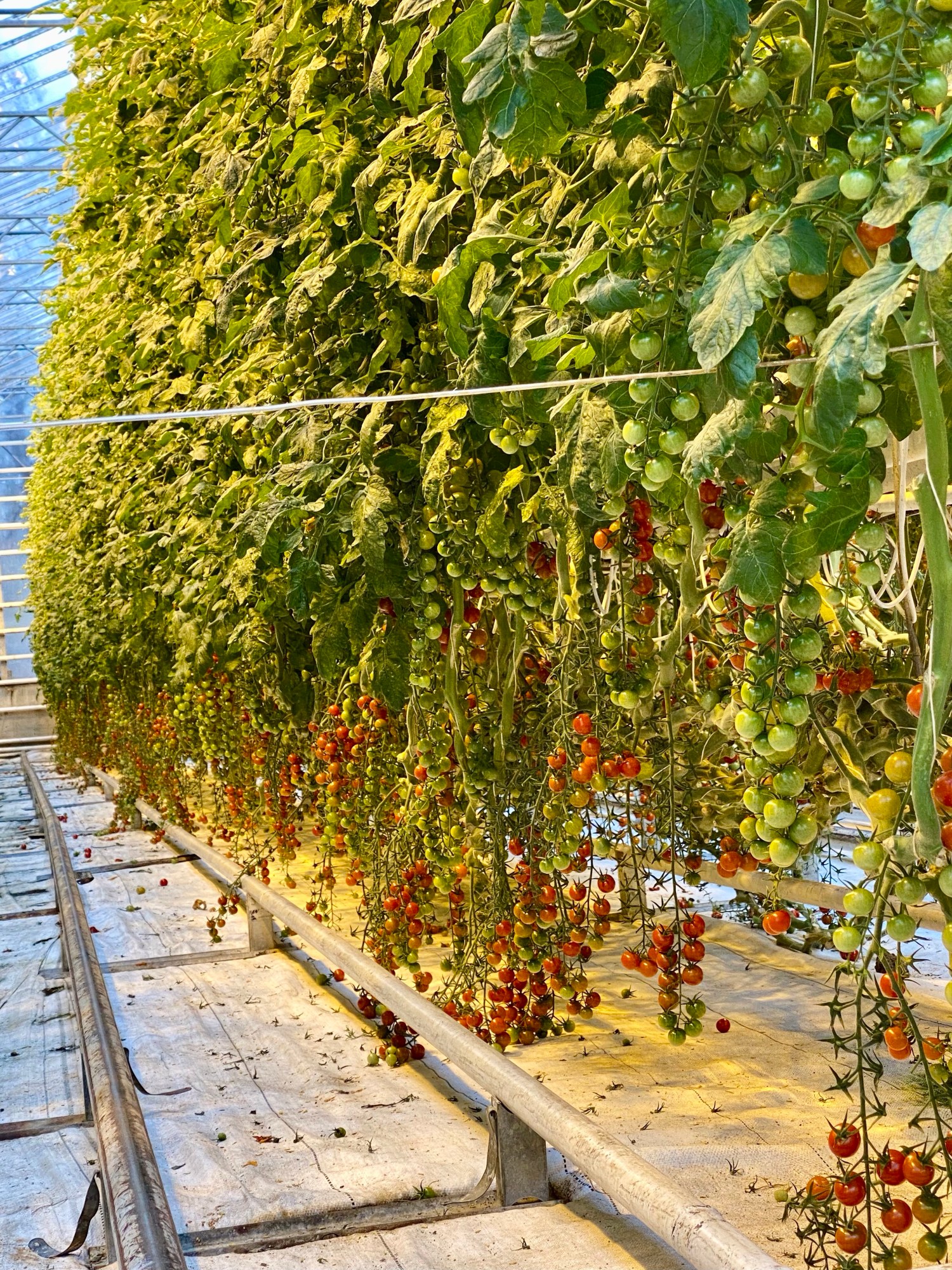 Reykjavik, Island – Betinas adventures